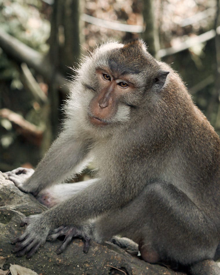 Monkey Forest Ubud – królestwo małp - MyOwnPhotoStory.pl