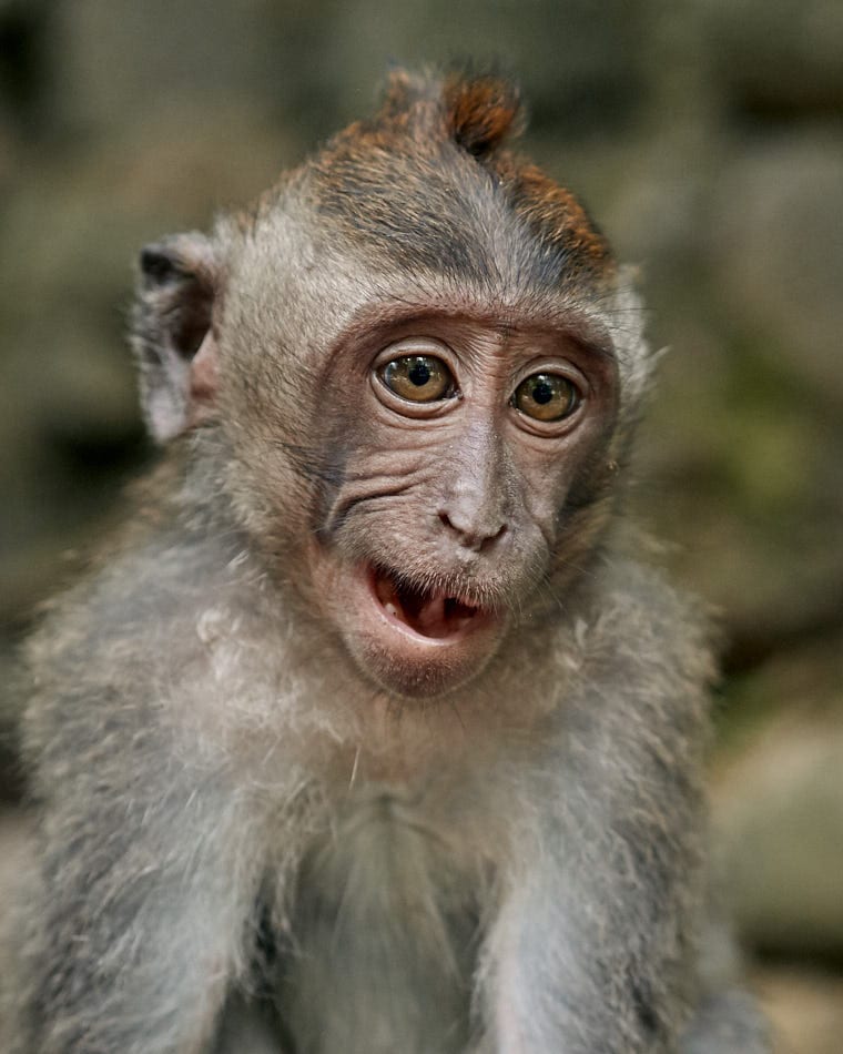 Monkey Forest Ubud – królestwo małp - MyOwnPhotoStory.pl